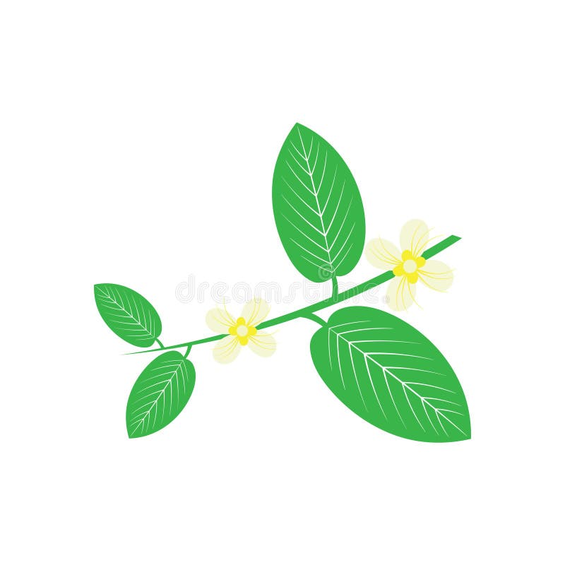 Guava leaf vector image stock illustration. Illustration of branch ...