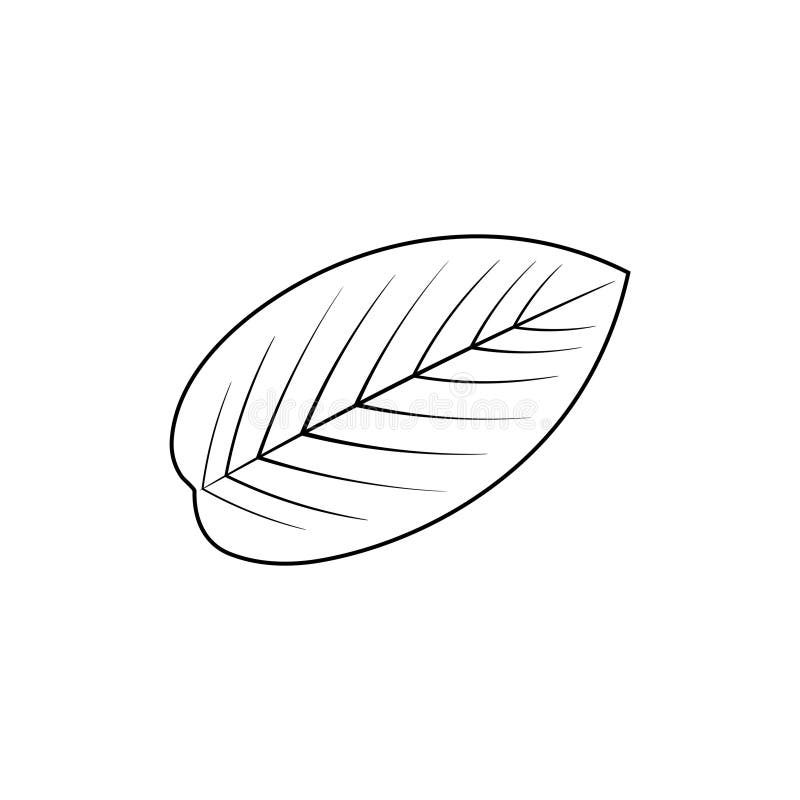 Guava leaf vector image stock illustration. Illustration of herbal ...