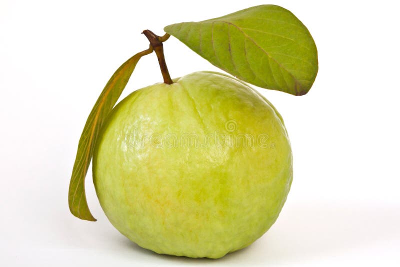 Single Guava on White Background. Stock Photo - Image of delicious ...
