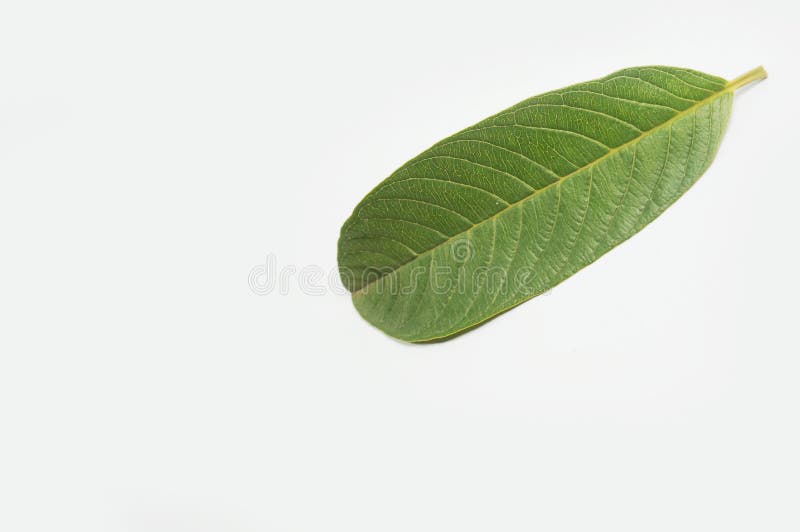Guava Leaf Detail and Texture Isolated on White Background. Stock Image ...