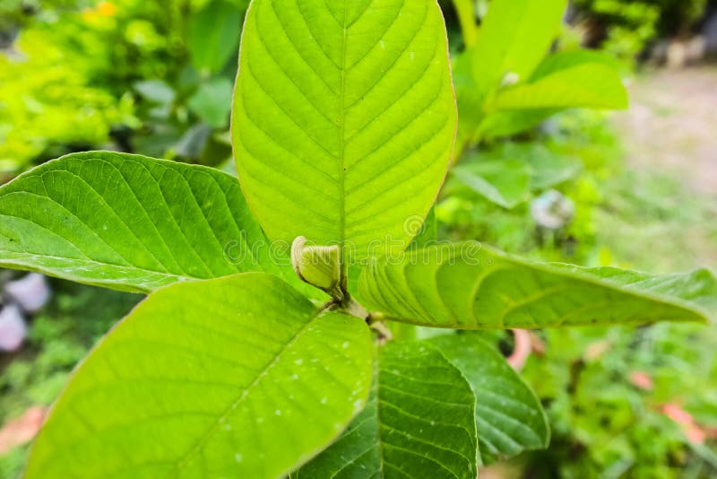 Guava Leaves Green Fruits Leaf Stock Image - Image of green, guava ...