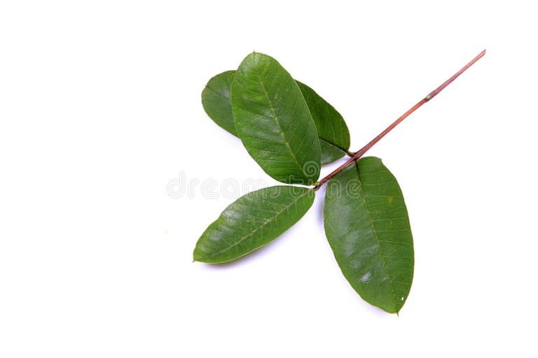 6,648 Guava Leaves Dischem Stock Photos - Free & Royalty-Free Stock ...