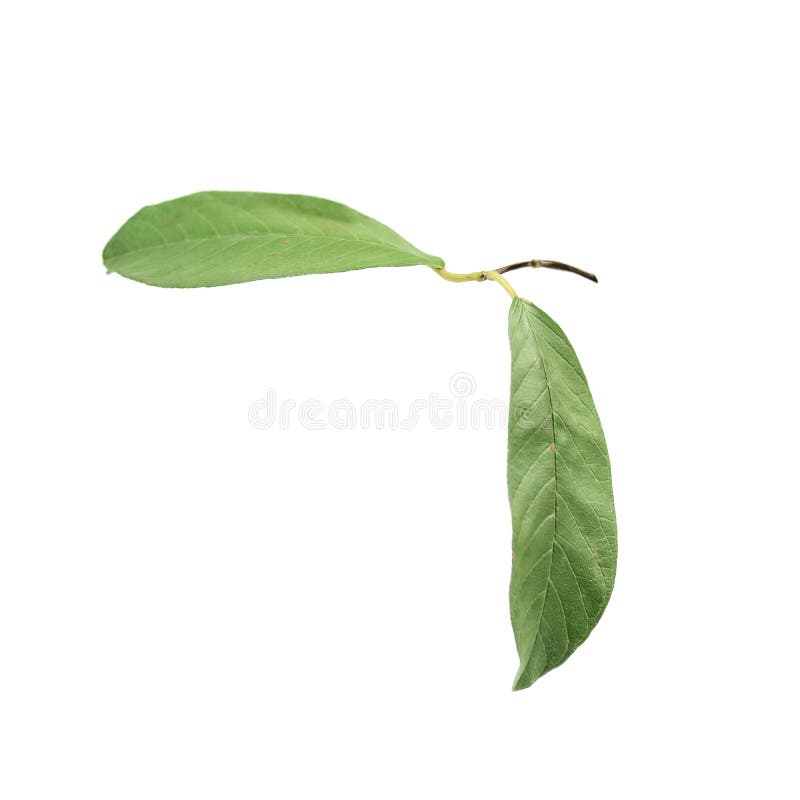 Guava Leaves Close Up Isolated on White Background Stock Image - Image ...