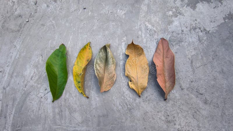 Guava Leaves that Evolved from Green To Brown in Color Stock Image ...