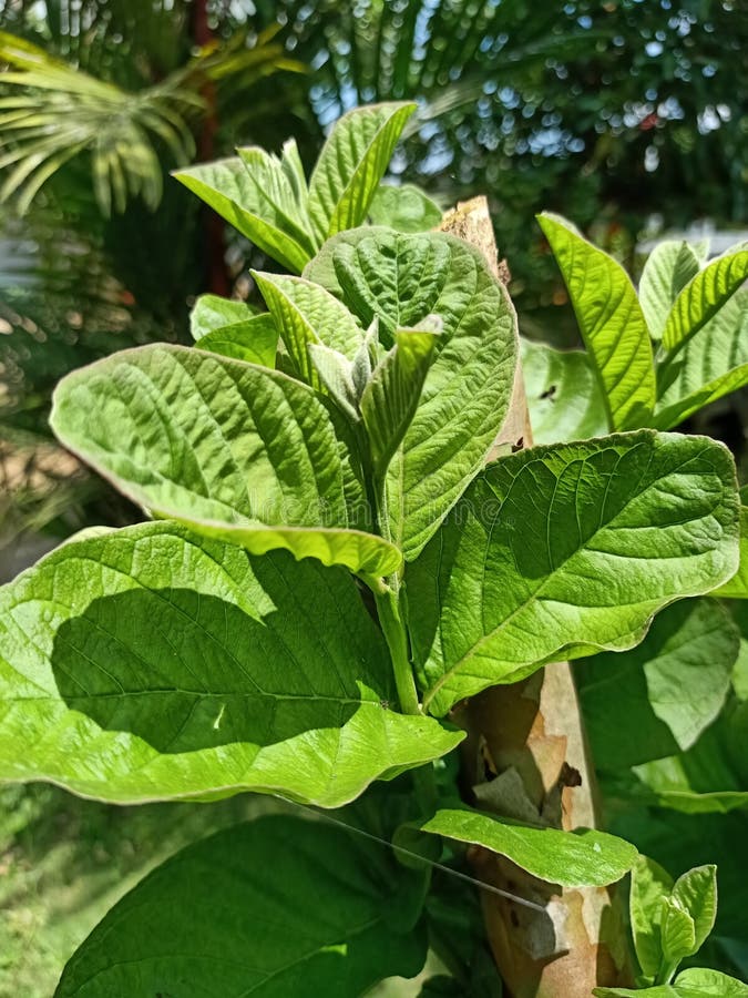 Guava Leaves that Have Just Grown, Guava Leaf Buds Stock Photo - Image ...
