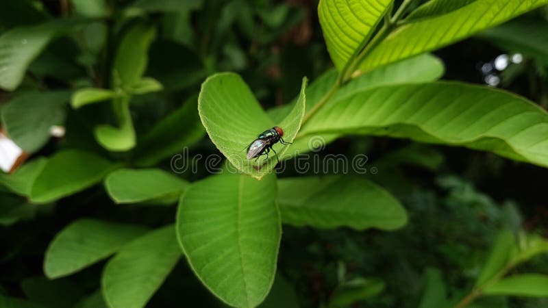 Guava leaves and insects stock photo. Image of insects - 253916578