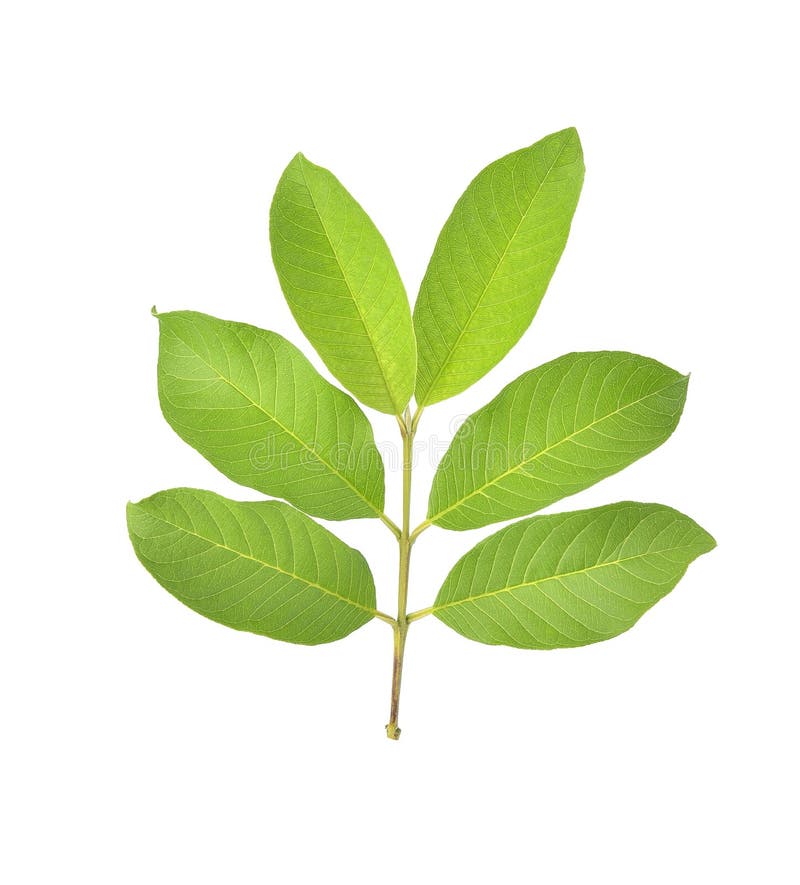 Guava Leaves Isolated on White Background Stock Image - Image of leaf ...