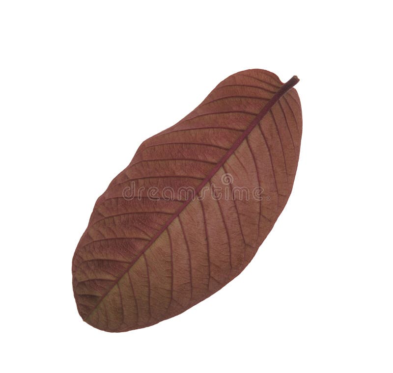 Guava & Leaves Isolated on White Background. Stock Photo - Image of ...