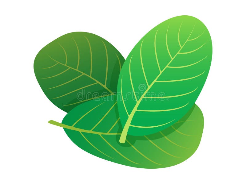 Guava Leaf Stock Illustrations – 2,777 Guava Leaf Stock Illustrations ...
