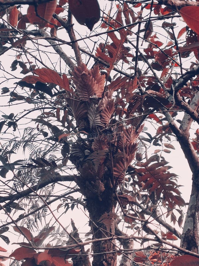 Guava Leaves Just Growing on the Tree Stock Photo - Image of tree ...