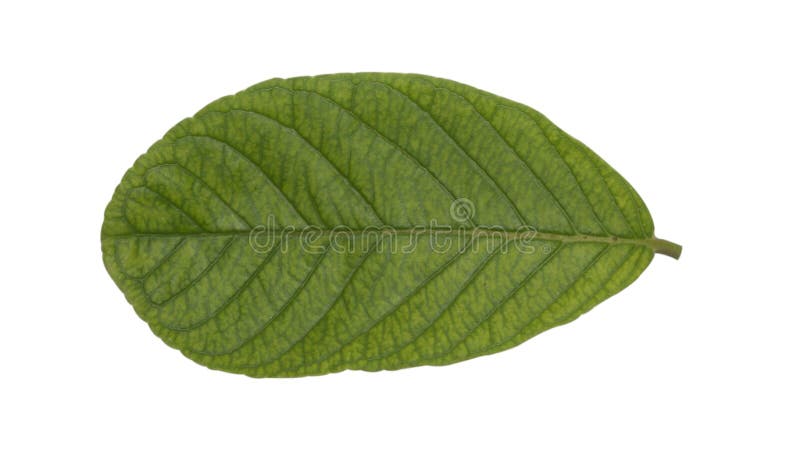 Guava Leaves with Natural Fiber Texture Isolated Mode Stock Image ...