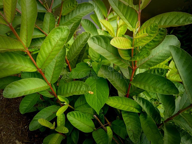 Guava Leaves are Naturally Fresh Green Stock Image - Image of leaves ...