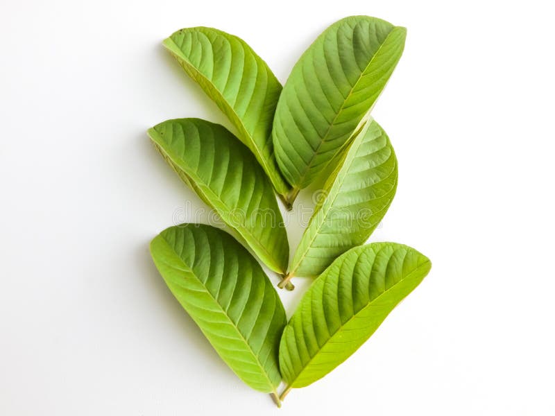 Guava Leaves (psidium Guajava) Isolated with White Background Stock ...