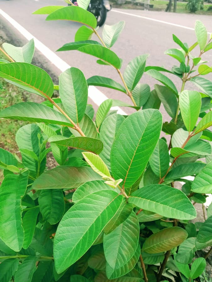 Guava Leaves are Single Leaves that are Oval Blunt Ends Rounded Base ...