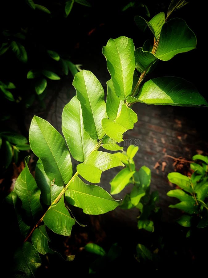 Guava leaves and stem stock photo. Image of green, tree - 205630838