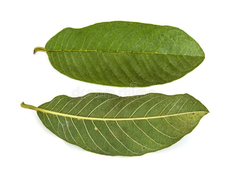 Guava leaves stock image. Image of background, botany - 79394219
