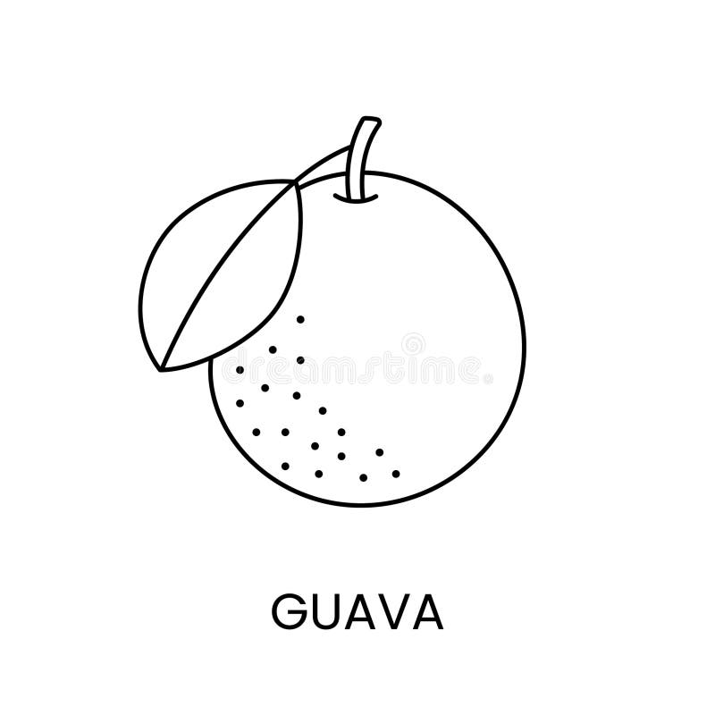 Guava Line Icon in Vector, Fruit Illustration. Stock Vector ...