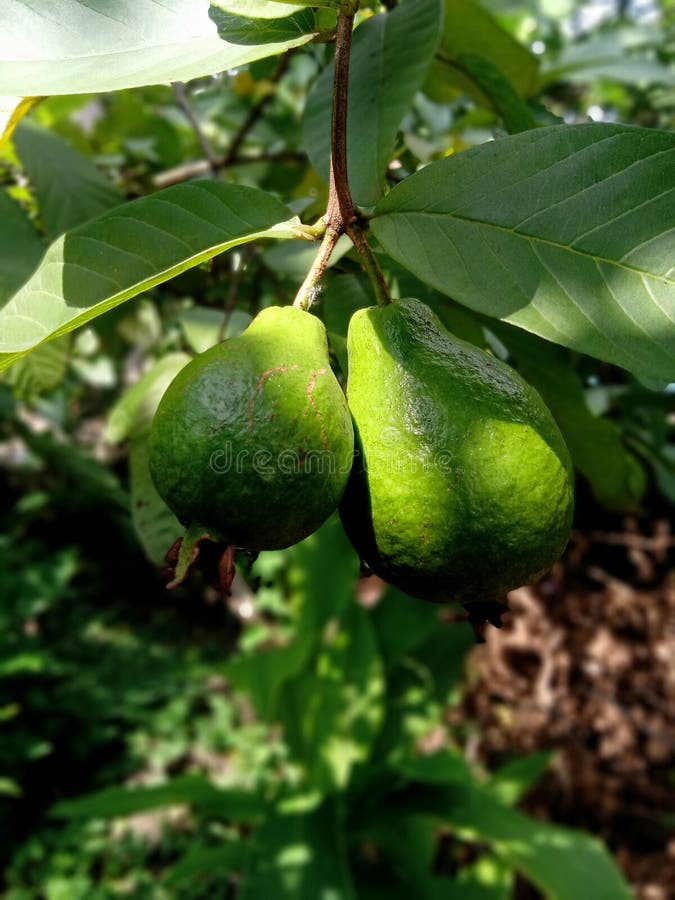 Guava in the Middle of the Plantation Stock Image - Image of guava ...