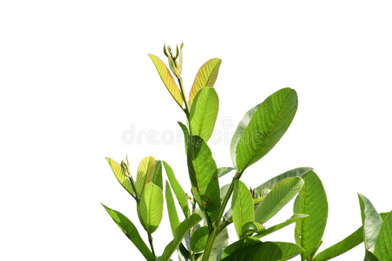 Guava New Branches and Leaves Isolated on White Background Stock Photo ...