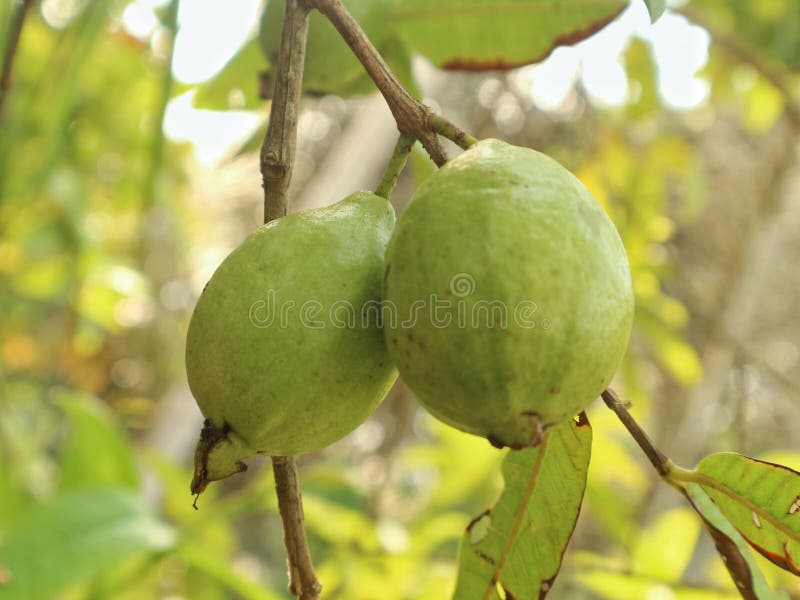 Close Up of Guava Flower Water Stock Image - Image of texture, seeds ...