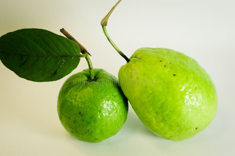Guava with Pears from the Tree 3 Stock Photo - Image of branch, produce ...