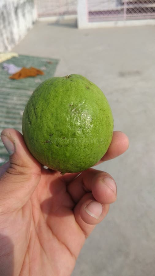 Guava stock photo. Image of click, nature, mobile, guava - 131636494