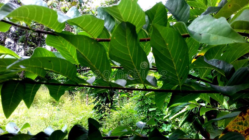 Guava Plant, Medium Flat Leaf-slightly Smooth-pointed Tip-green Color ...