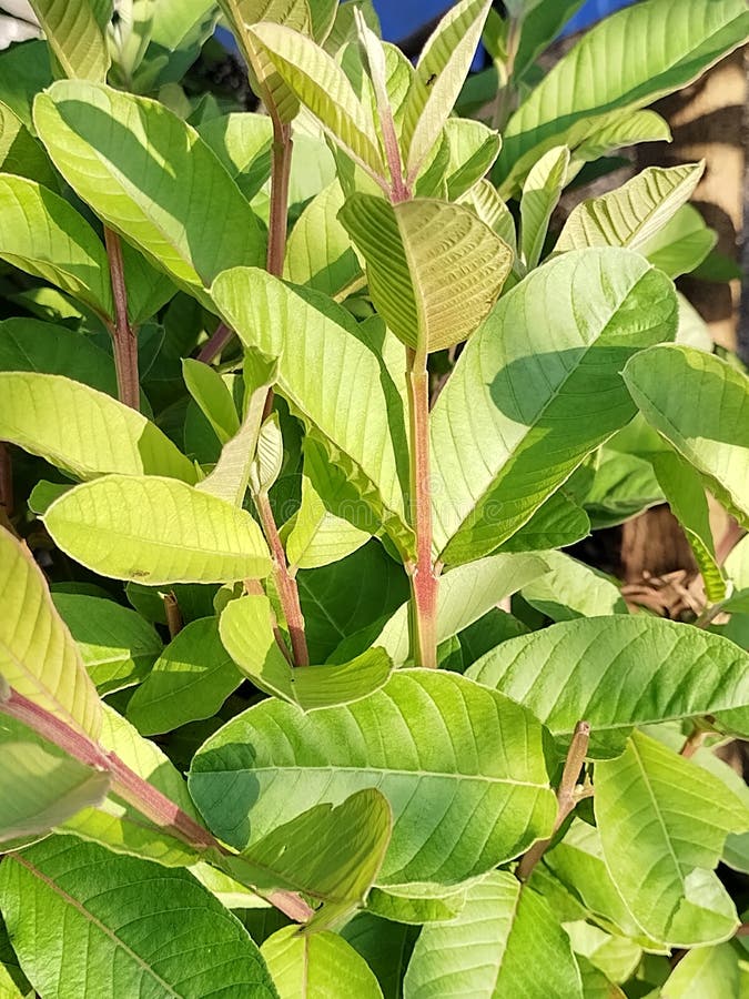 Guava plant young stock image. Image of green, guava - 257710201