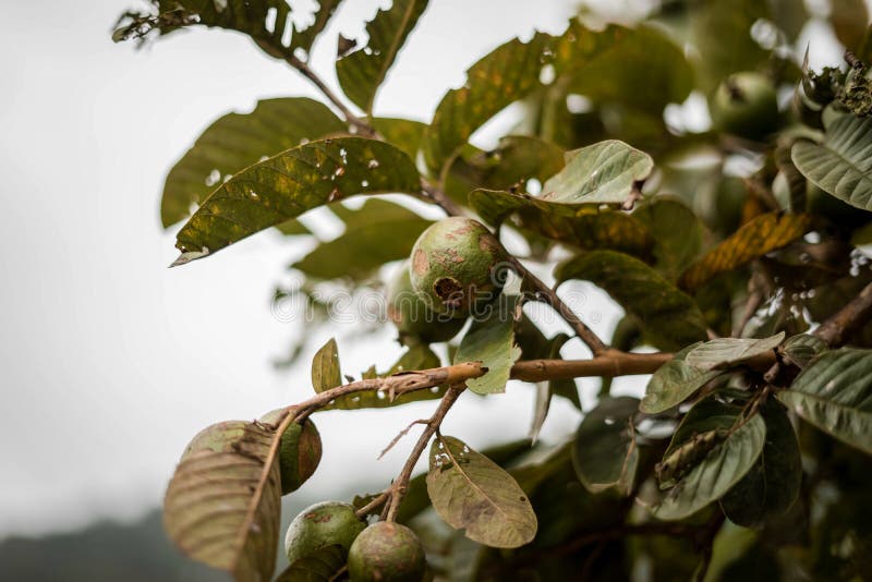 Guava Plant with Young Fruits Stock Photo - Image of berry, produce ...