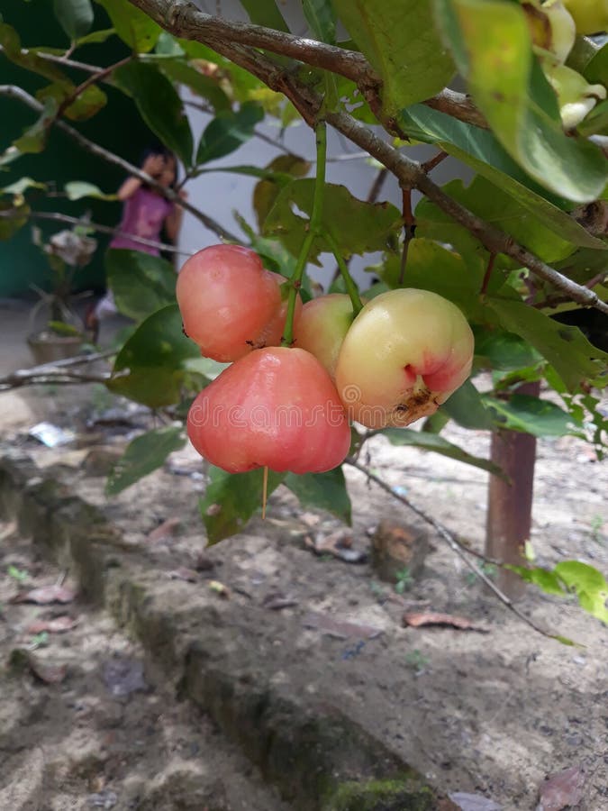 Guava Planted in Front of the House Stock Image - Image of guava, fruit ...