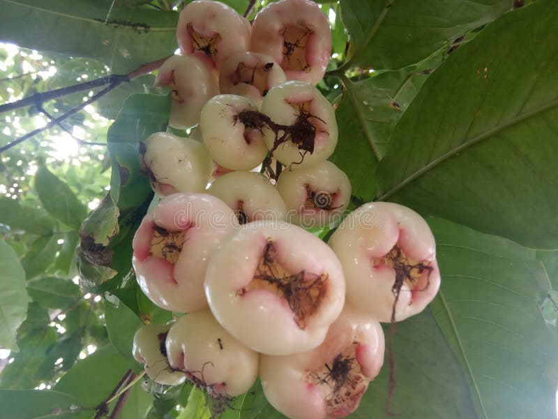 Guava01 stock photo. Image of flower, leaf, bouquet - 220163788