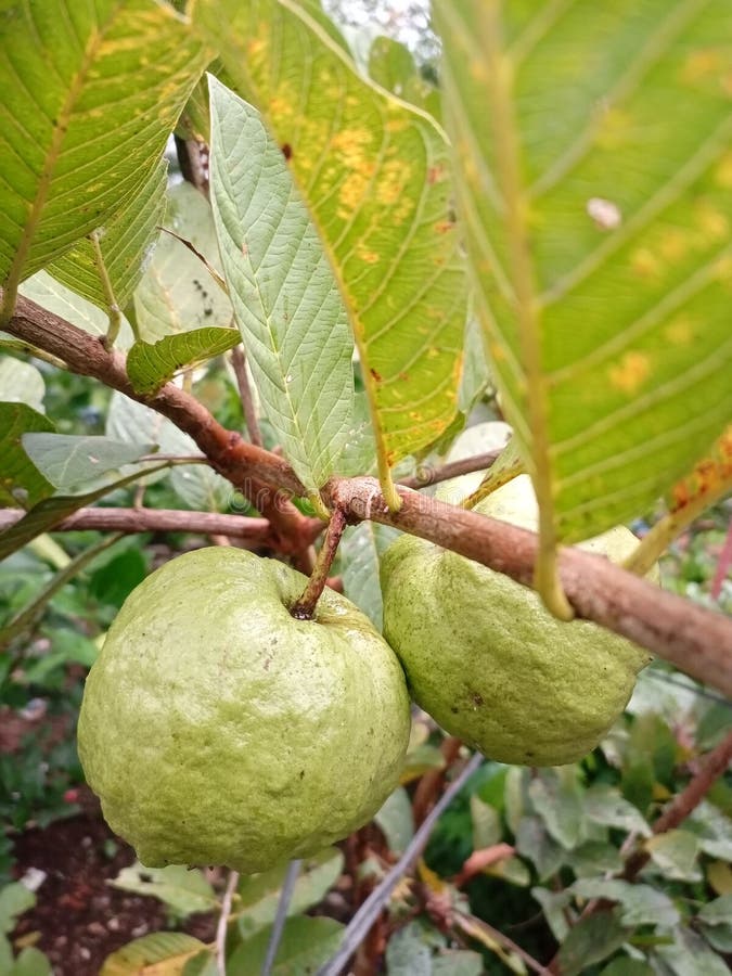 Guava without Seed, with Sweet Flavour Stock Image - Image of green ...