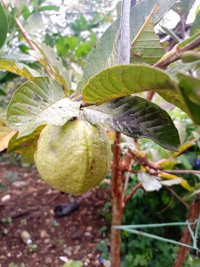 Guava without Seed, with Sweet Flavour Stock Photo - Image of evergreen ...
