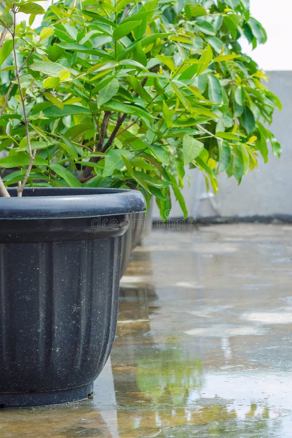 Guava seeds in pots stock image. Image of watery, plant - 226097359