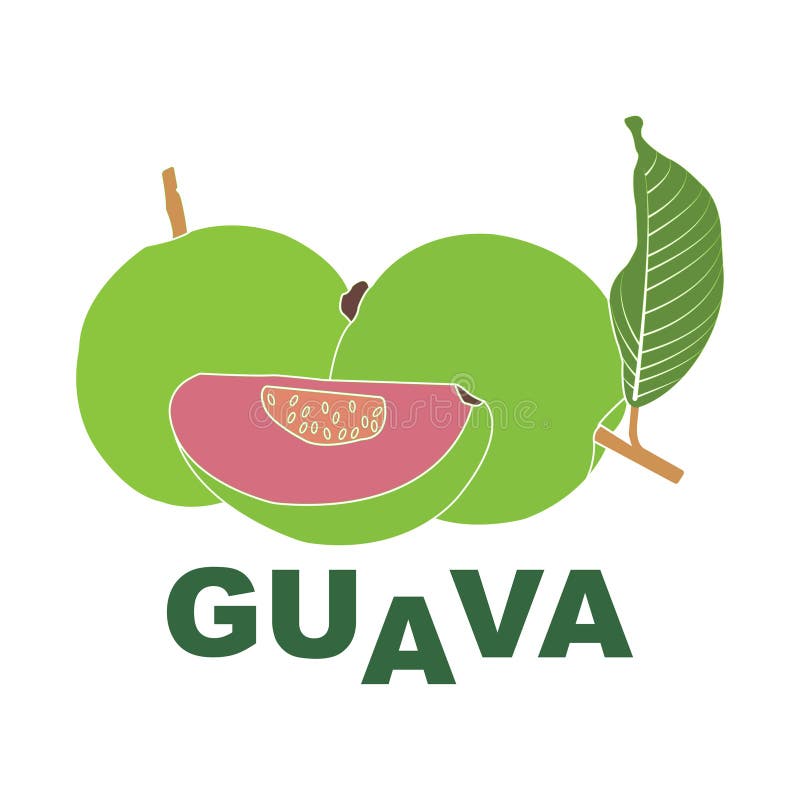 Guava simple logo design stock vector. Illustration of clip - 333064569