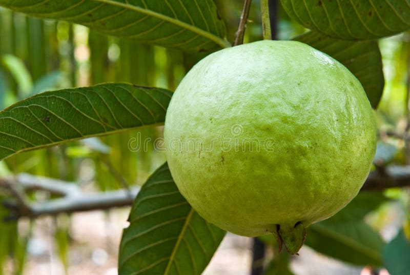 Guava on tree stock image. Image of exotic, nature, food - 17786385