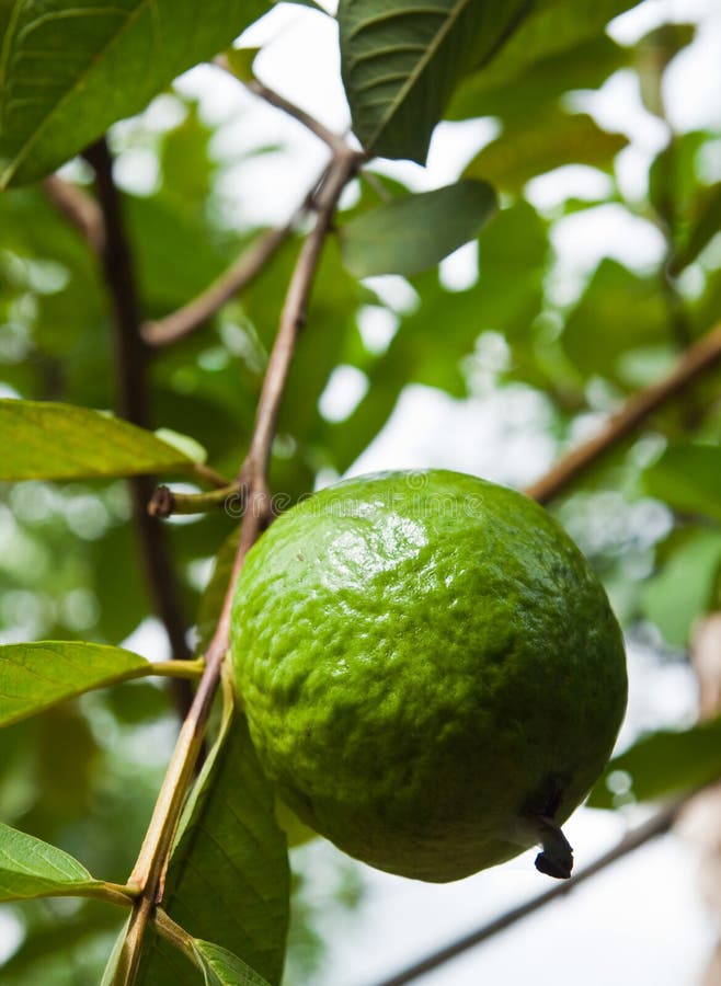 Guava on tree stock image. Image of exotic, apple, goiaba - 20854933