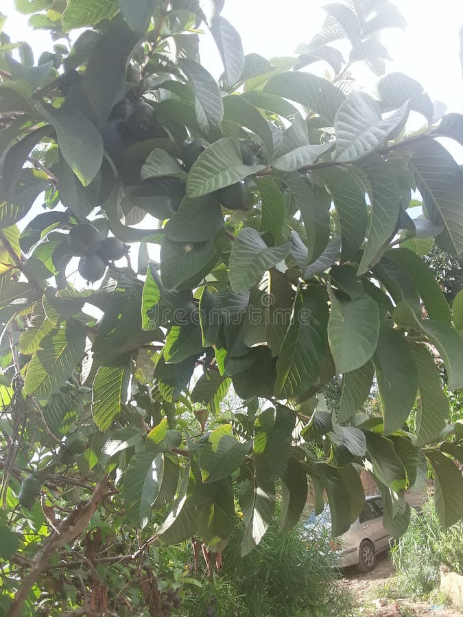 A guava tree stock image. Image of forest, sunlight - 209685669