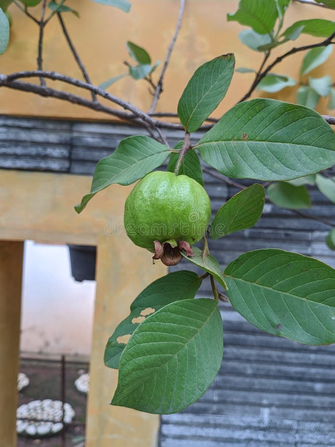 Guava on tree stock image. Image of flower, tree, twig - 239391735