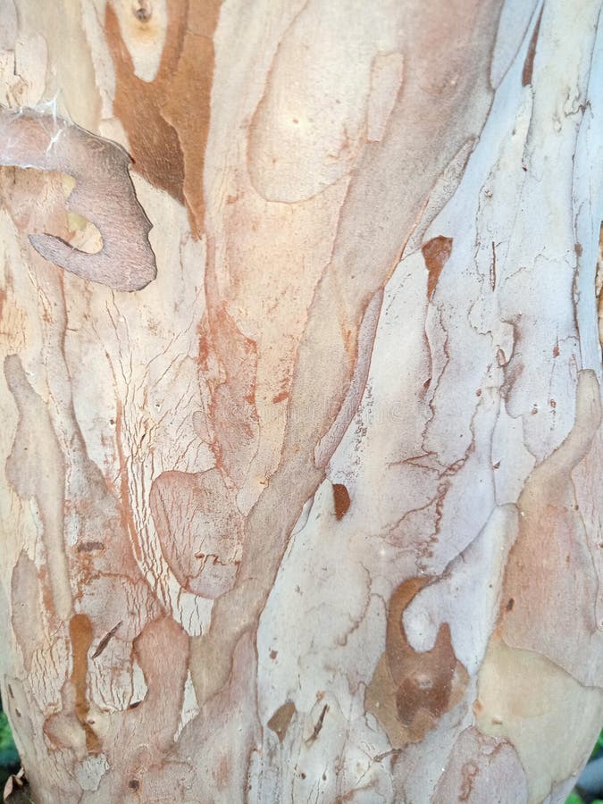 Guava Tree Bark Background Wallpaper Stock Image - Image of background ...