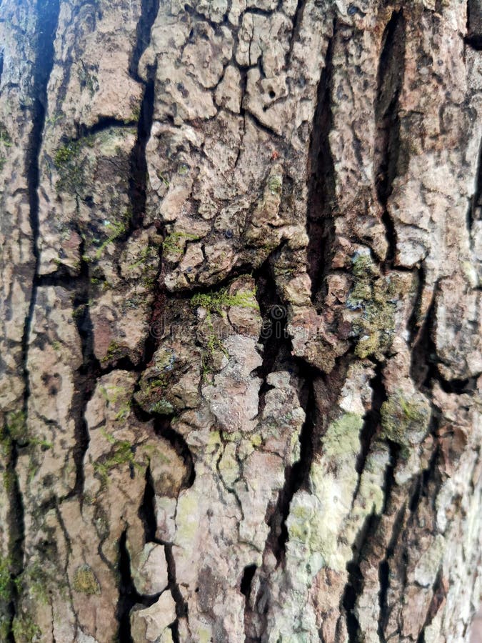 Guava Tree Bark that Starts To Dry Stock Image - Image of starts, bark ...