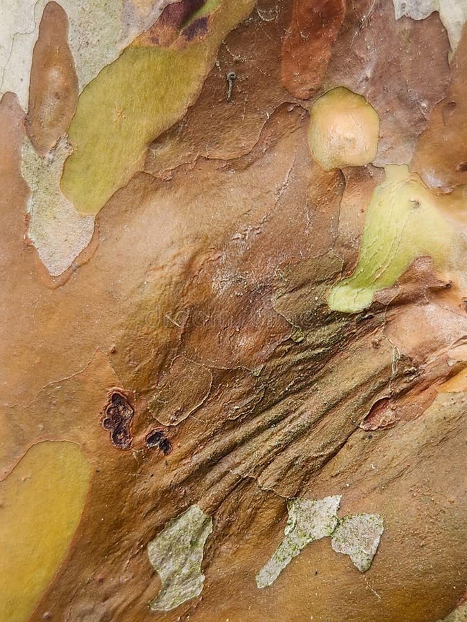 Guava tree bark texture stock photo. Image of camouflage - 361611414