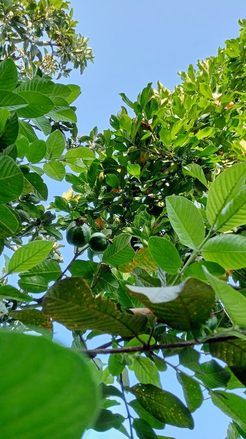 The Guava Tree is Bearing Fruit in the Front Garden Stock Photo - Image ...