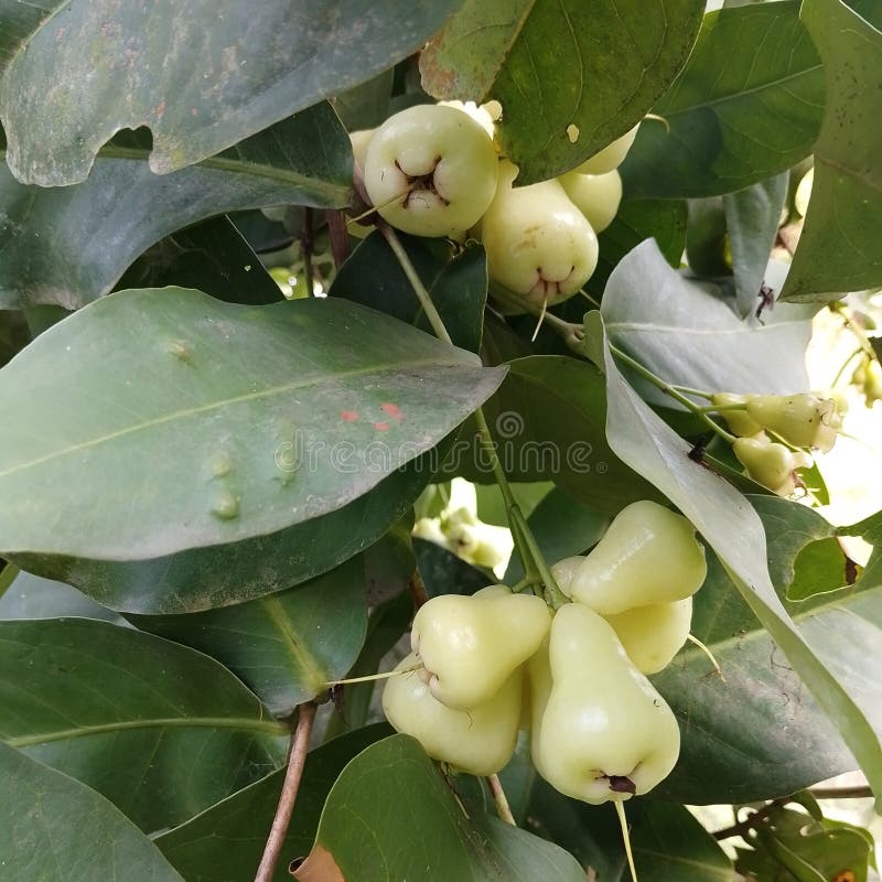 Guava Tree Bears Fruit Abundantly in the Summer Stock Photo - Image of ...