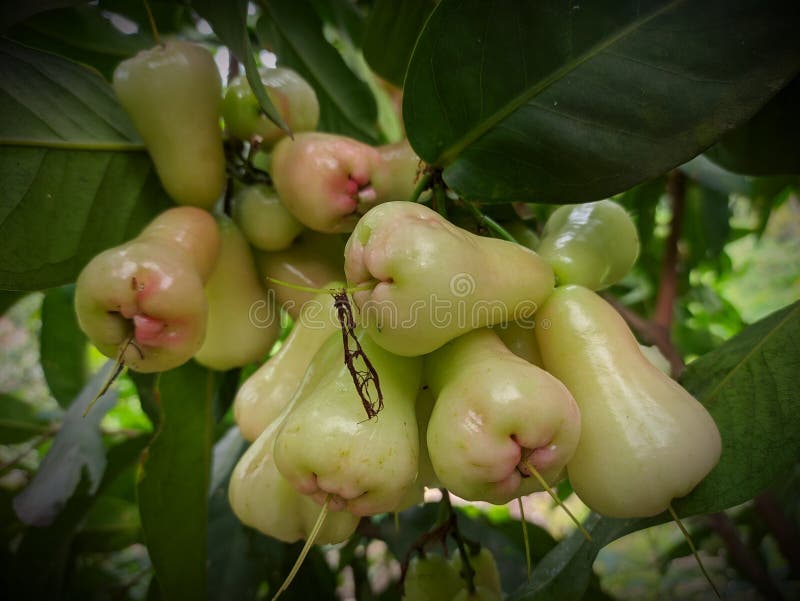 Guava Tree that Bears Heavy and Fresh Fruit Stock Photo - Image of tree ...