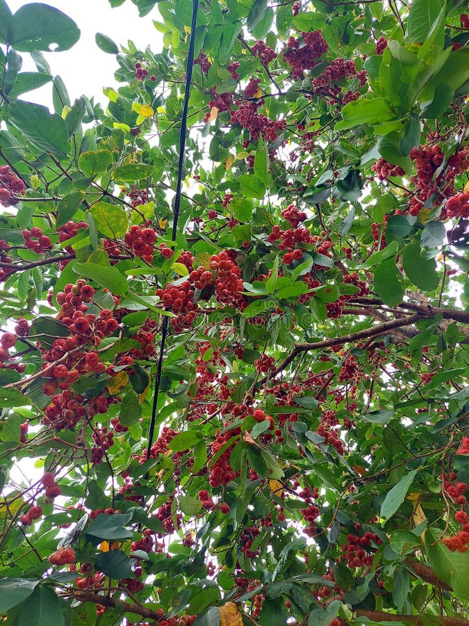 The Guava Tree Bears Heavy Fruit and Tastes Very Sweet Stock Photo ...