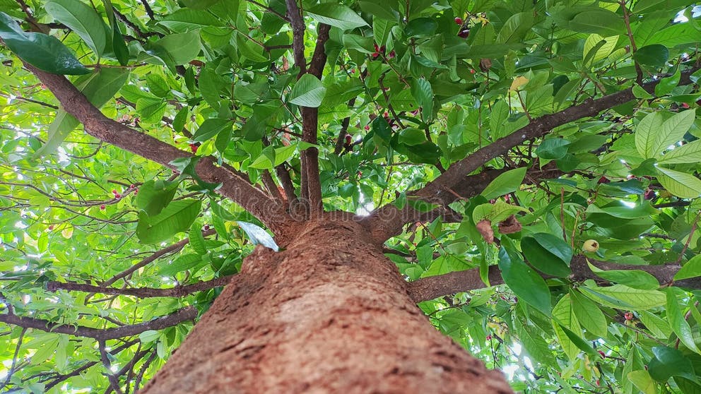 Guava Tree and the Branches Stock Image - Image of tree, branches ...