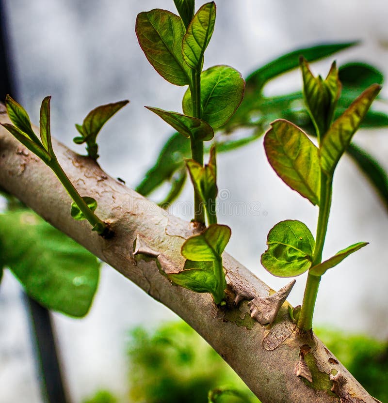 Guava Tree buds stock image. Image of buds, botany, plant - 64658667