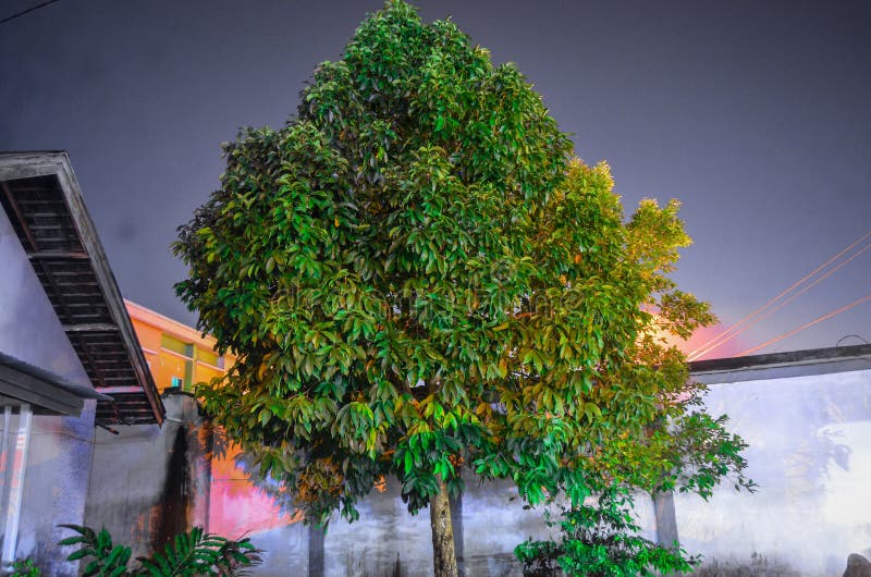 Guava Tree Exposed To Light at Night Stock Image - Image of green, tree ...