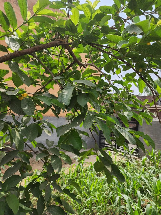 Guava Tree in the Farm Green Stock Image - Image of leaf, woodland ...